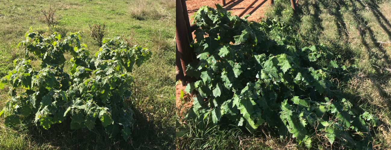 Effective Invasive Weed Control or Glyphosate-Resistant Weeds