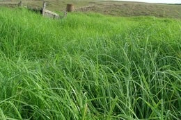 Grass