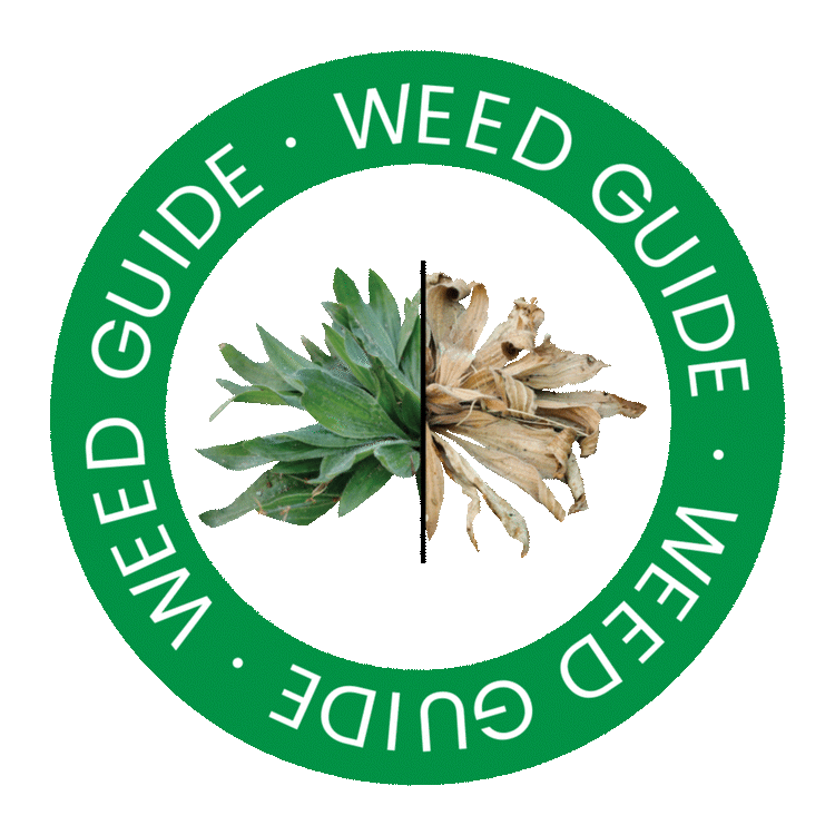 US Weed Guide | Learn About Common US Weeds
